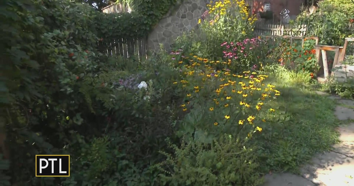 Boaz has a green thumb! Check out his incredible garden - CBS Pittsburgh