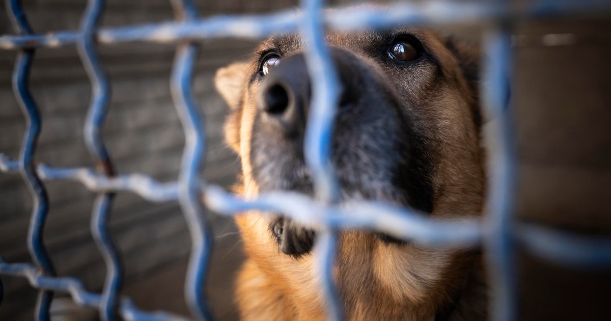 Minneapolis animal shelters extend hours to meet climbing intake needs ...