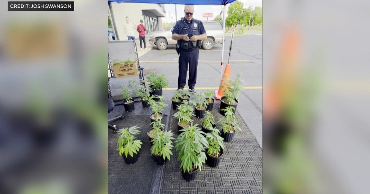 Faribault police seize weed plants for sale at tobacco store - CBS ...
