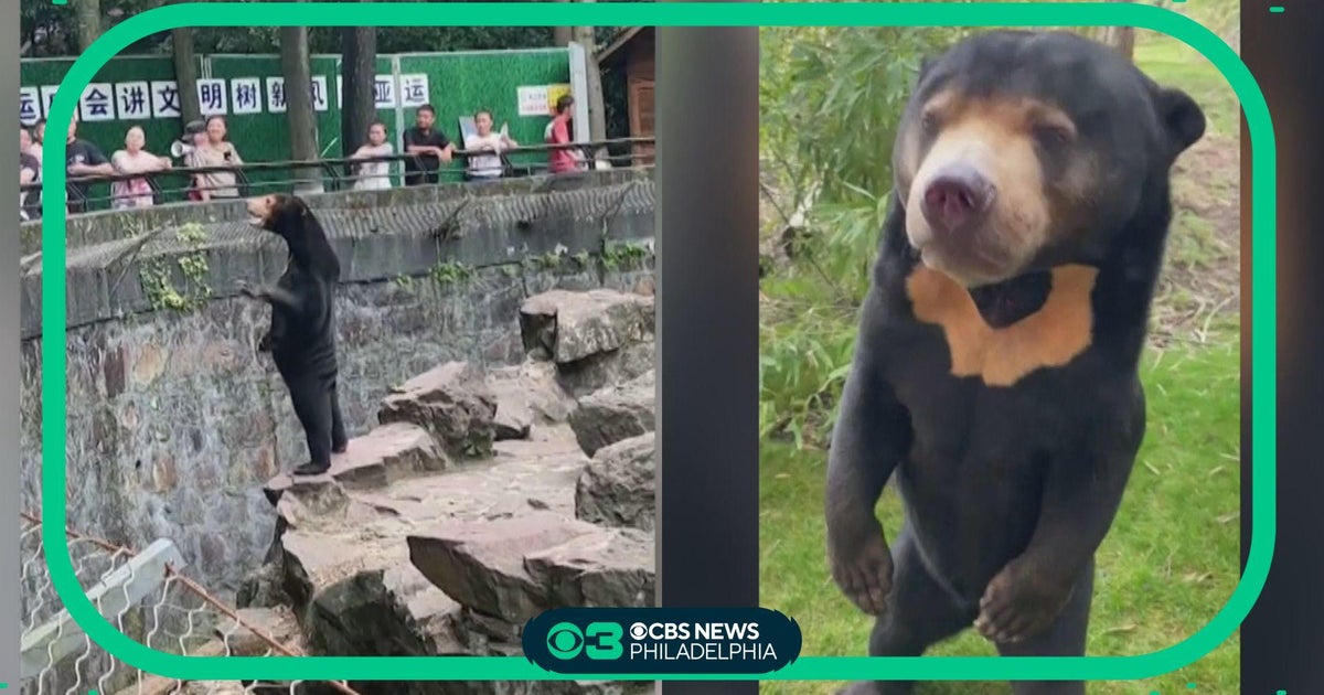 Zookeepers insist sun bears standing on 2 legs is normal after video ...