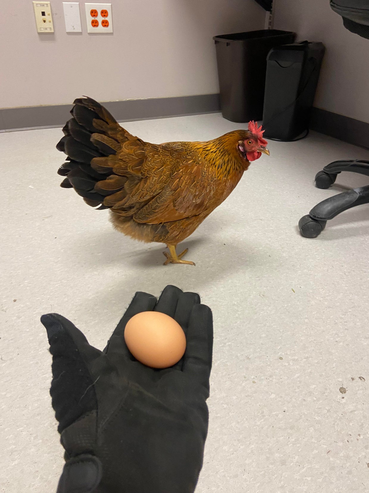 Chicken reunited with owner after runaway bird found in Centennial ...