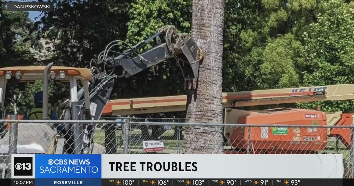 Activists worry for health of 141-year-old palm trees uprooted for ...
