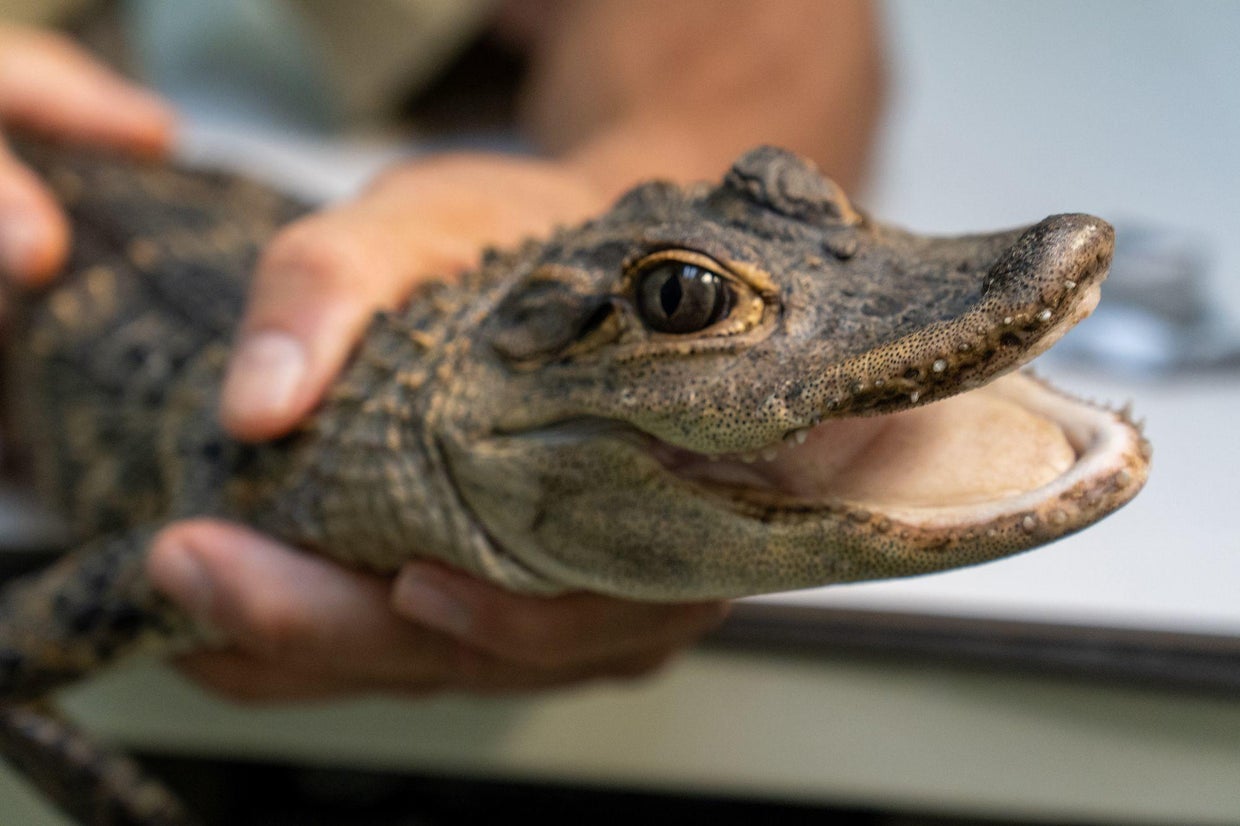 Landscapers find malnourished alligator named Fluffy in Berks County ...