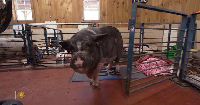 A pig rescue farm - CBS News