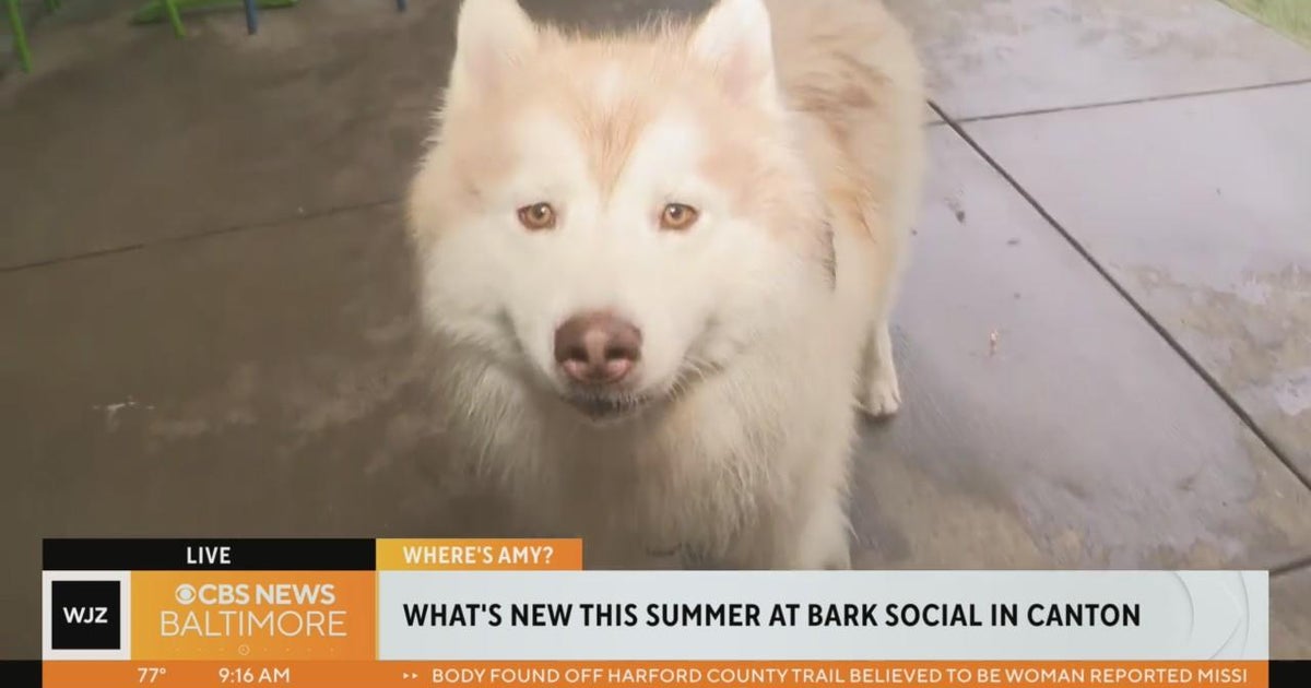 Where's Amy? Checking out what's new this summer at Bark Social - CBS ...