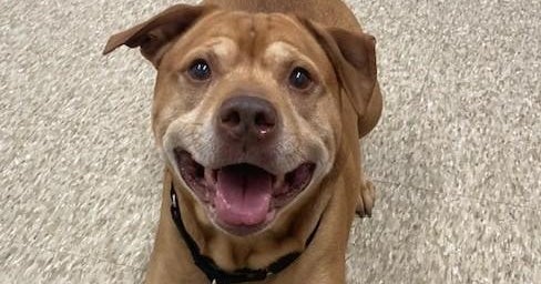 MSPCA hosts first pay-what-you-can adoptathon - CBS Boston