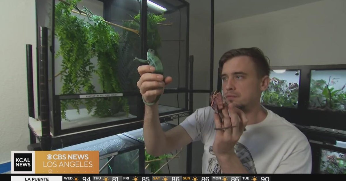 The career of a chameleon breeder - CBS Los Angeles