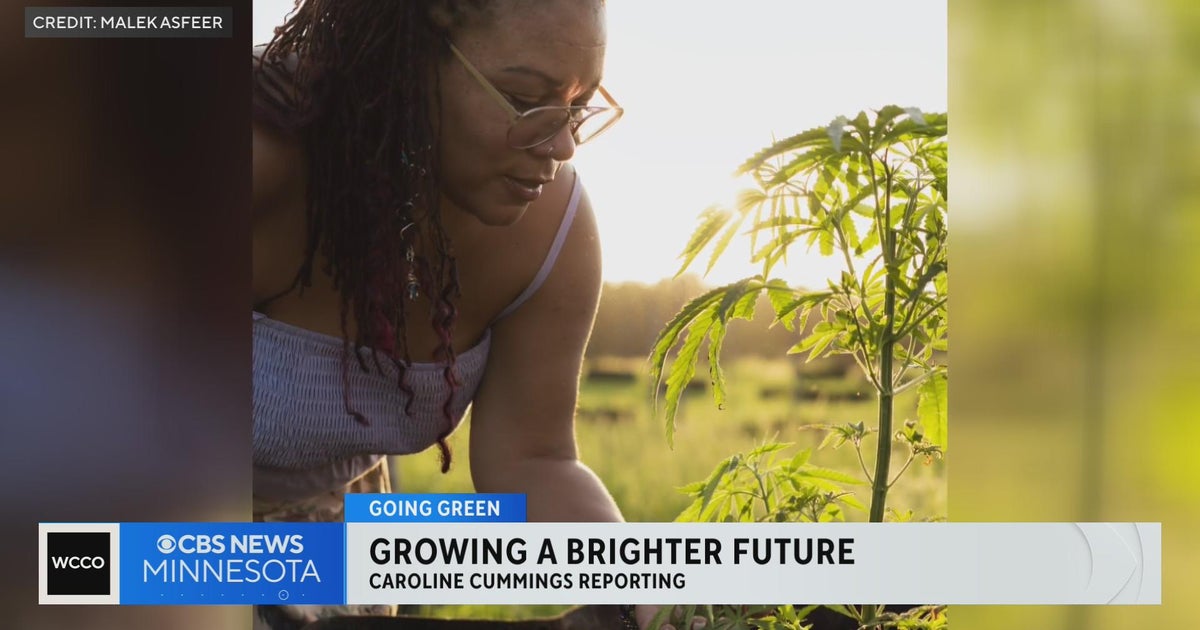How Minnesota's new weed law aims to create equity among growers ...