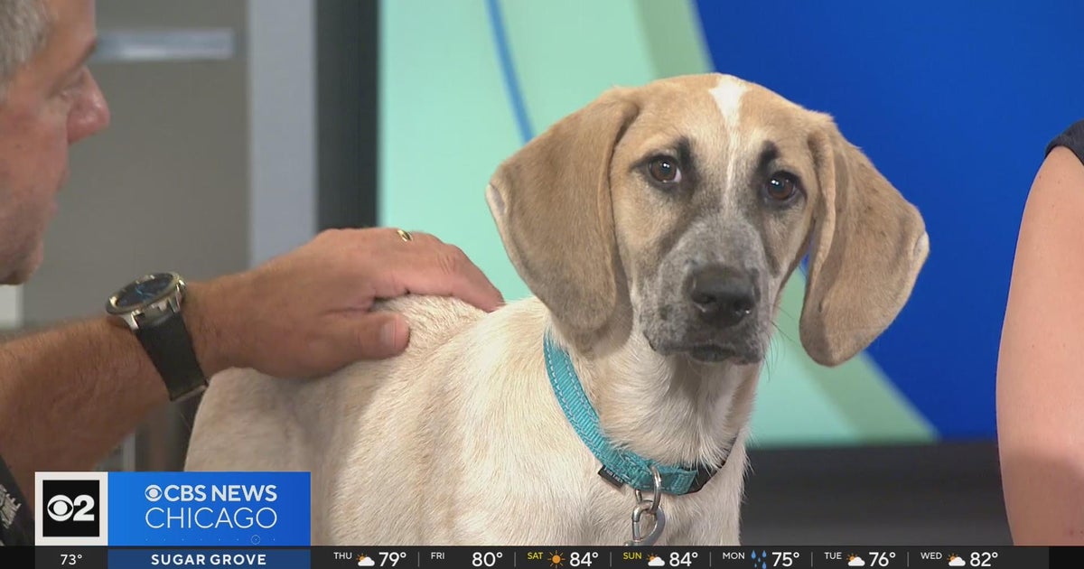 Animal Rescue Spotlight: Anderson Humane - CBS Chicago
