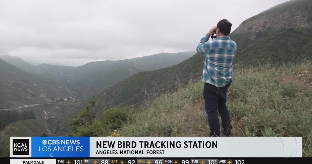 Scientists utilizing new bird tracking station in Angeles National ...