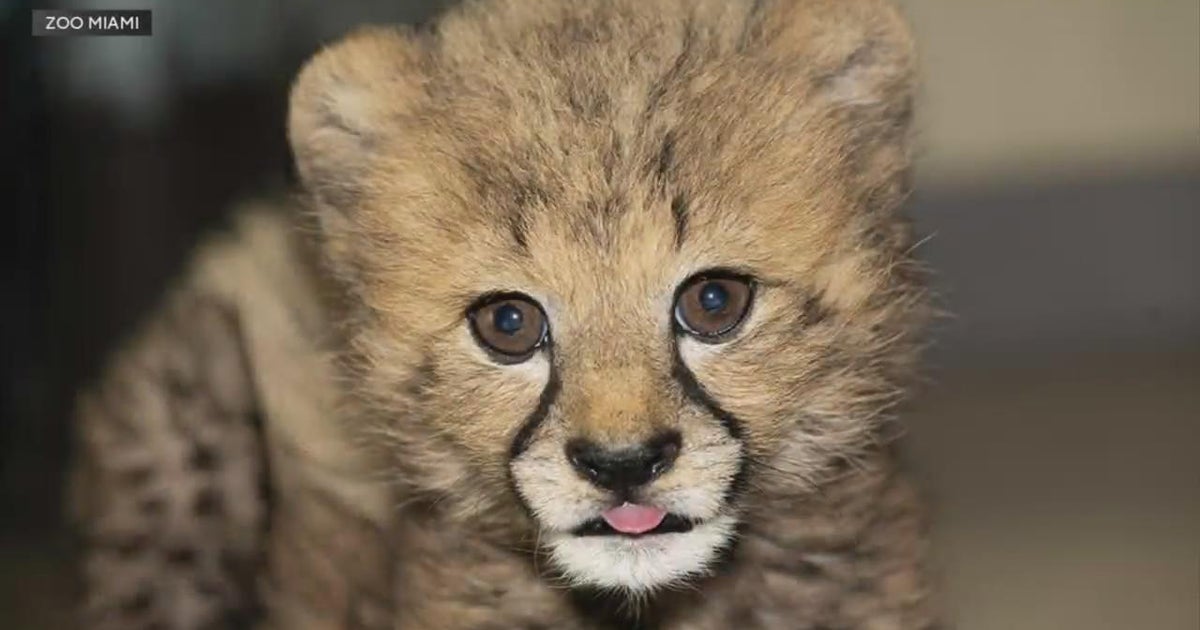 Zoo Miami welcomes Winston the cheetah, new animal ambassador - CBS Miami