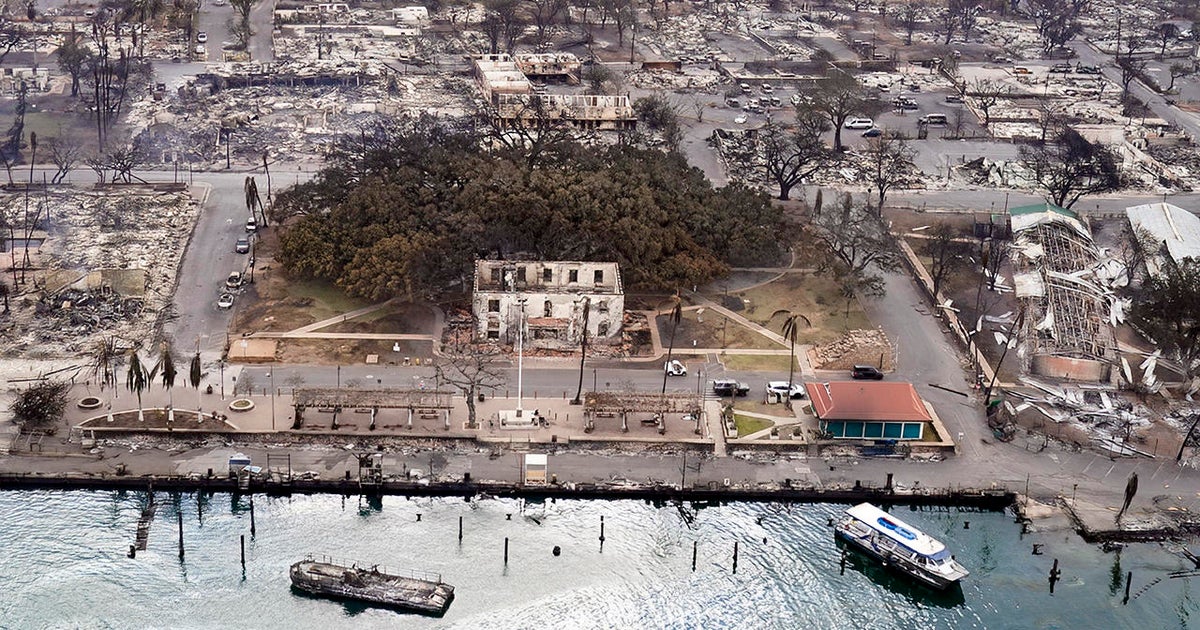 Scorched in Maui wildfire, Lahaina's historic banyan tree clings to ...