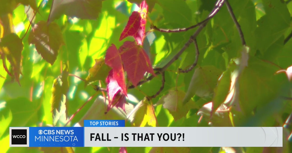 Why are some seeing fall colors earlier than usual? - CBS Minnesota