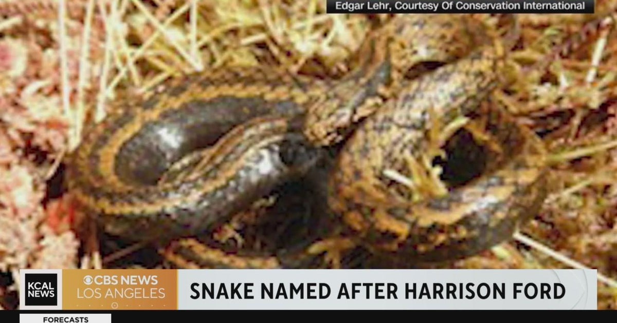 Actor Harrison Ford has a snake named after him - CBS Los Angeles