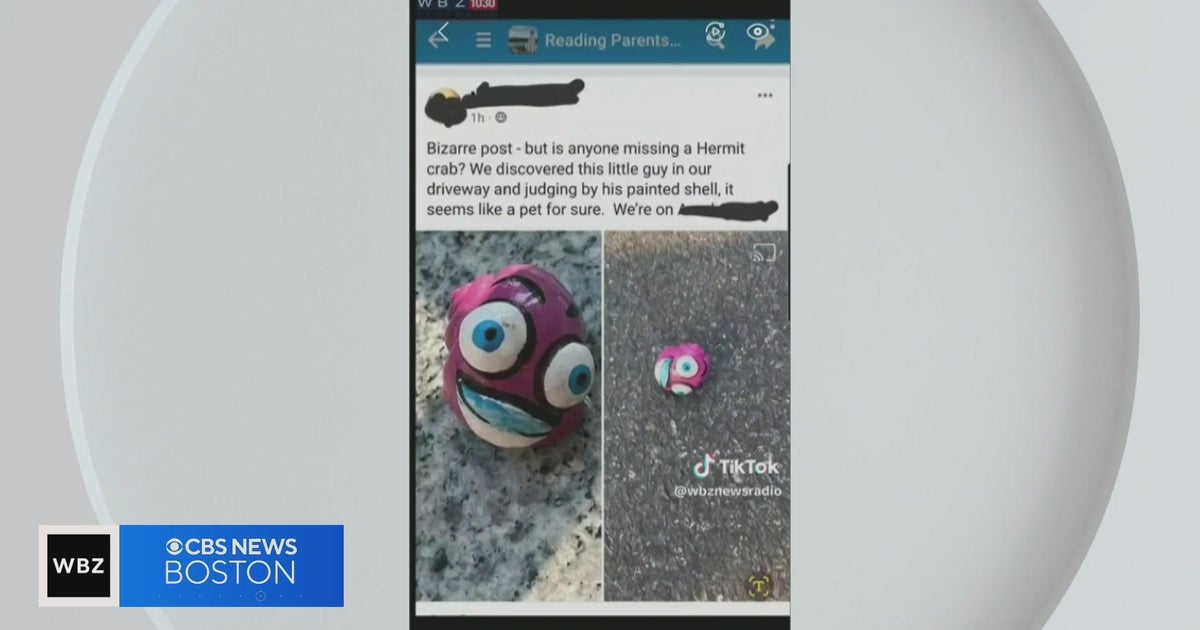 Reading community helps return boy's lost hermit crab - CBS Boston