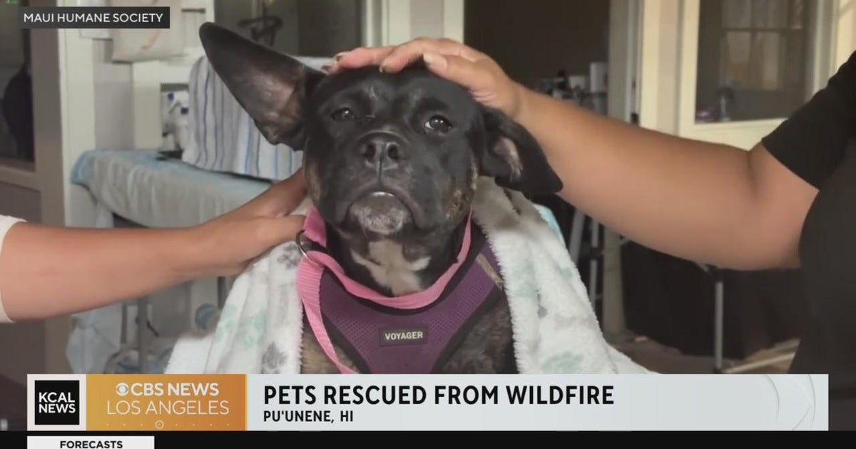 Nonprofits caring for pets rescued from Maui wildfires - CBS Los Angeles
