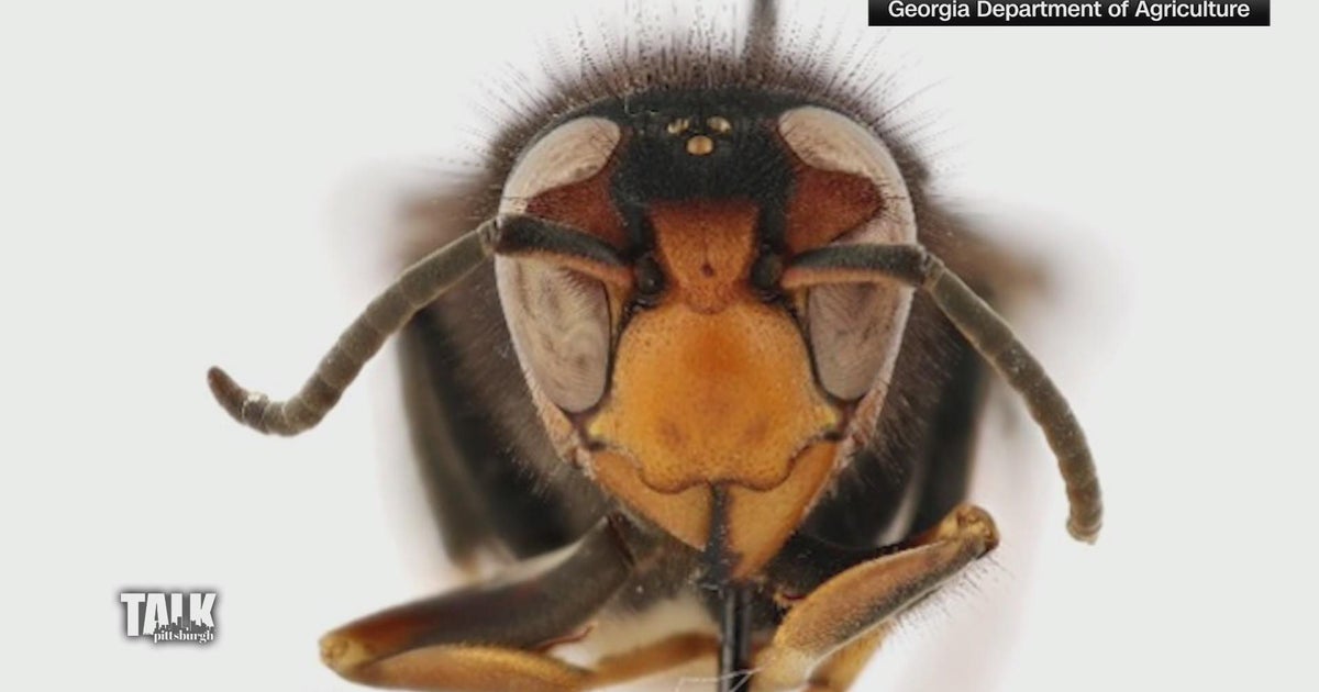 Meet the invasive yellow-legged hornet - CBS Pittsburgh