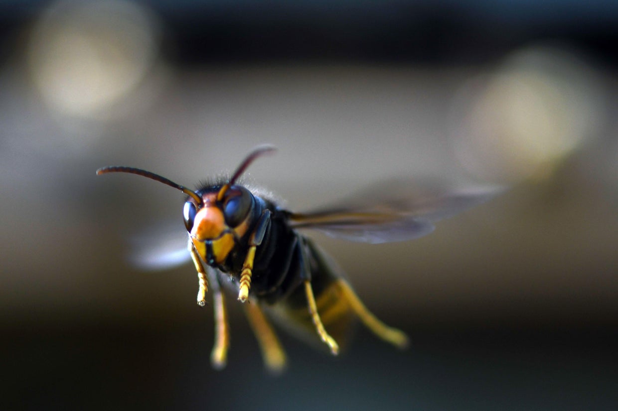 Invasive yellow-legged hornet spotted in U.S. for first time - CBS News