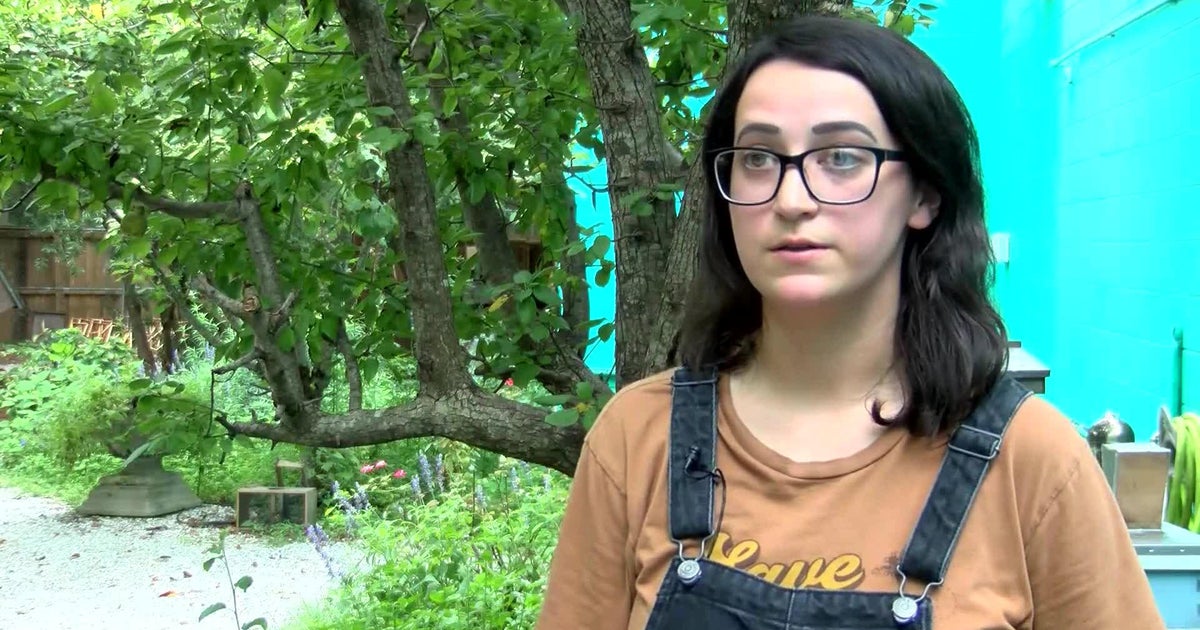 Invasive yellow-legged hornet spotted in U.S. for first time - CBS Miami