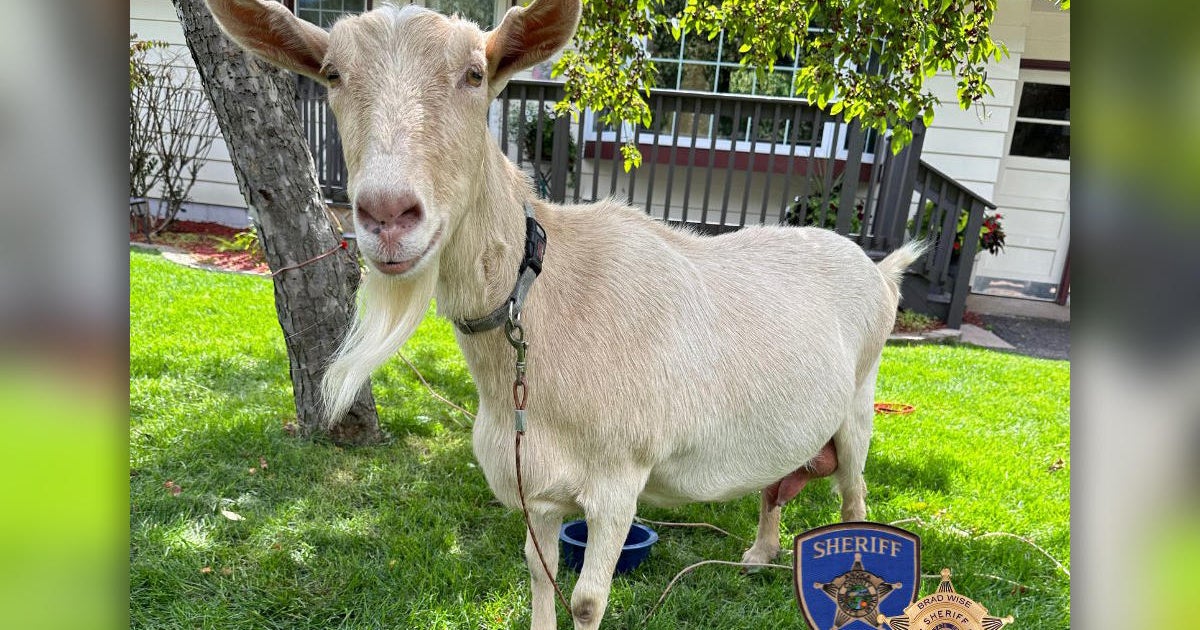 "I don't know how I goat here": Goat found wandering Ham Lake ...