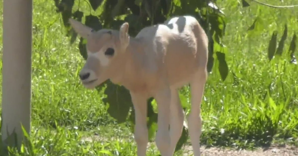 Critically endangered African antelope calf born at Brookfield Zoo - CBS Chicago