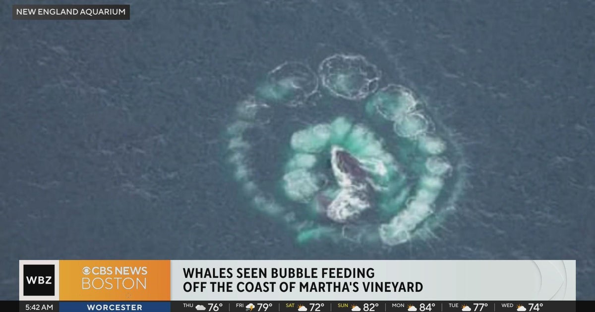 Humpback whales seen bubble feeding off Martha's Vineyard - CBS Boston