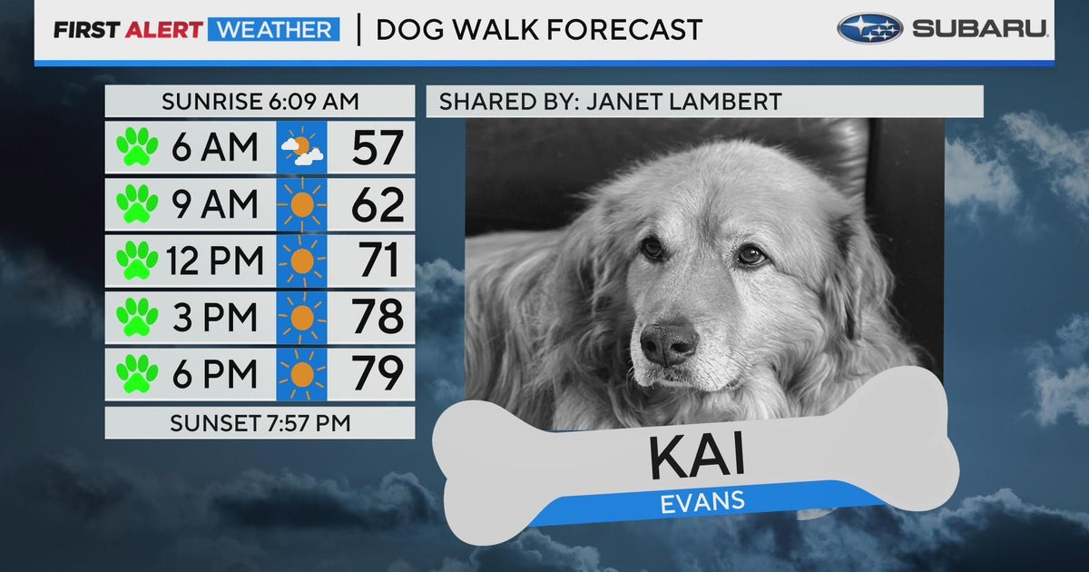 Kai joins Dog Walk Forecast - CBS Colorado