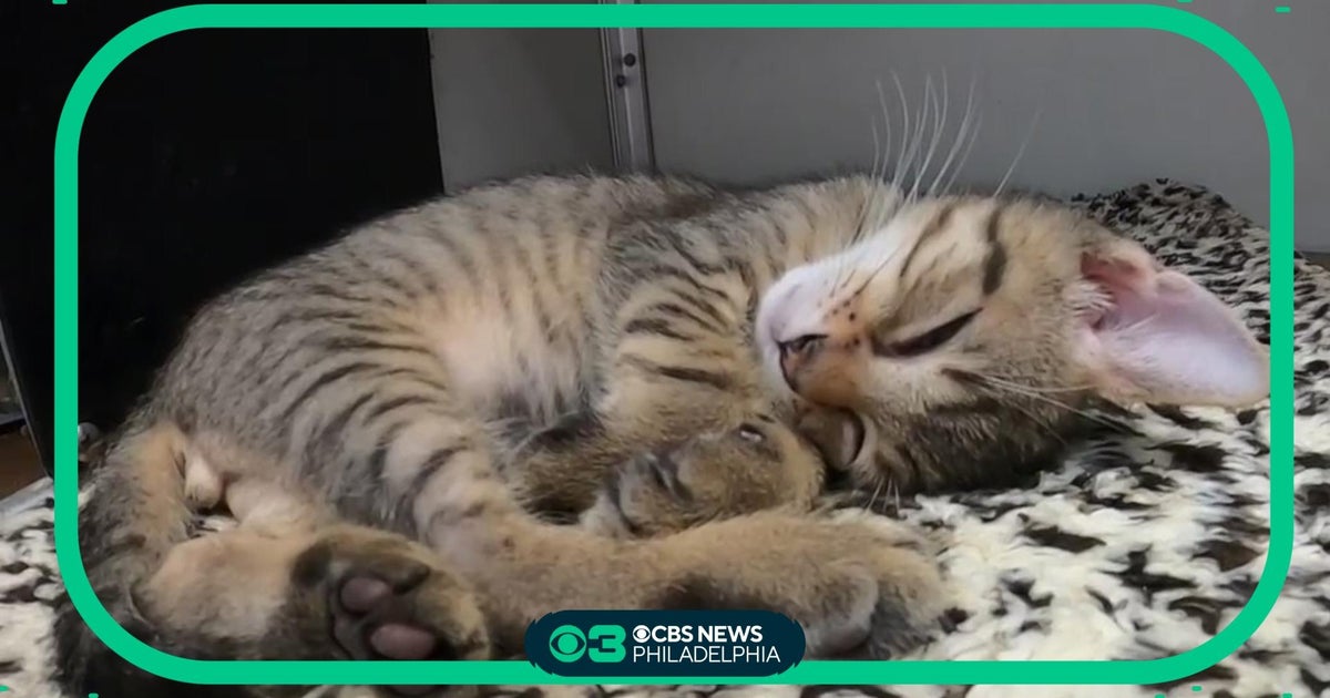 Cat behaviors explained: Why they do what they do - CBS Philadelphia