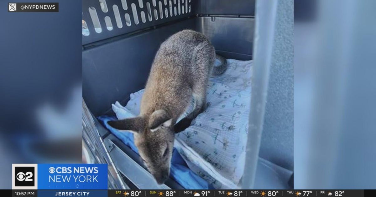 Police confiscate wallaby being carried around on Coney Island ...