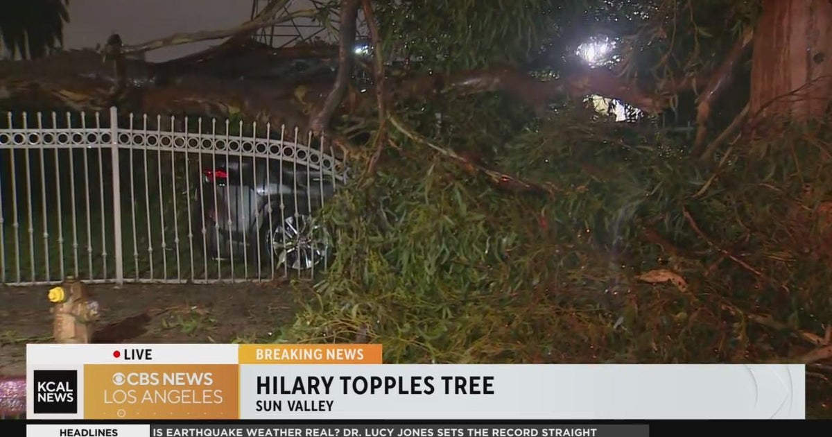 Large tree falls down in Sun Valley - CBS Los Angeles