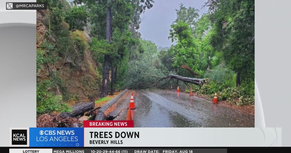 Downed trees block roads in Beverly Hills - CBS Los Angeles
