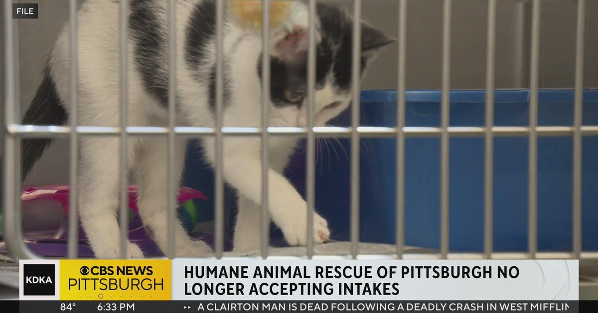 Humane Animal Rescue of Pittsburgh puts hold on accepting intakes - CBS ...