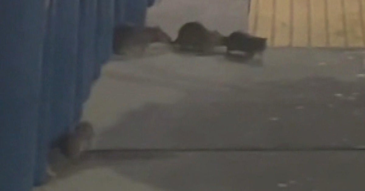 Video: North End residents demand action against growing rat problem ...