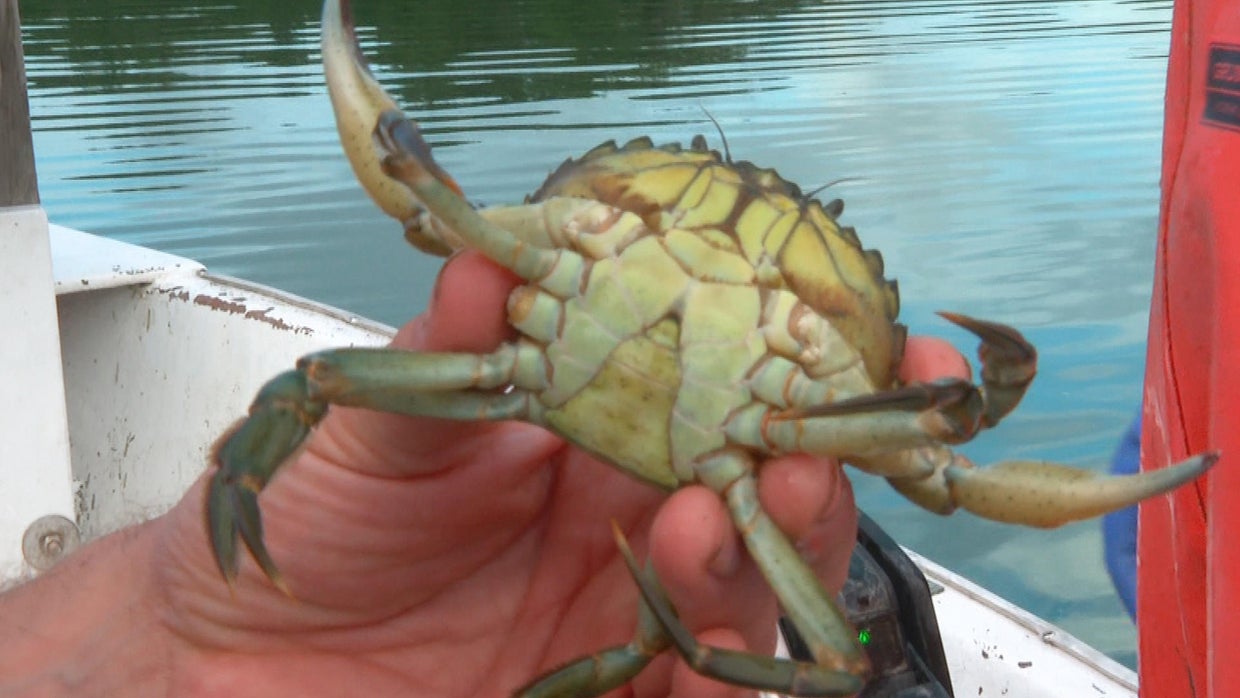 Maine fishermen, chef Jeremy Sewall aim to reduce invasive green crab ...