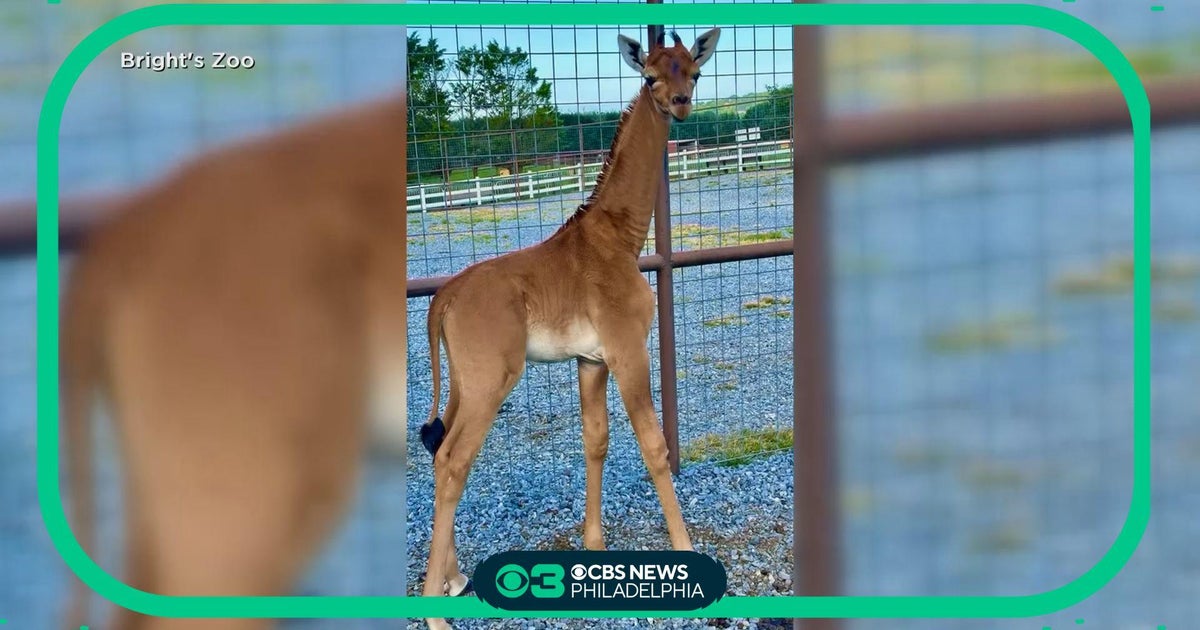 Rare spotless giraffe born at Brights Zoo in Tennessee - CBS Philadelphia