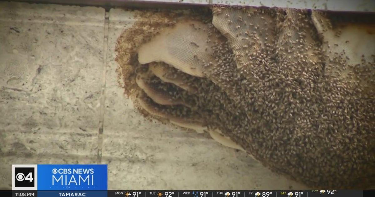 Massive beehive creating buzz, stirs safety concerns at Miami Dade ...