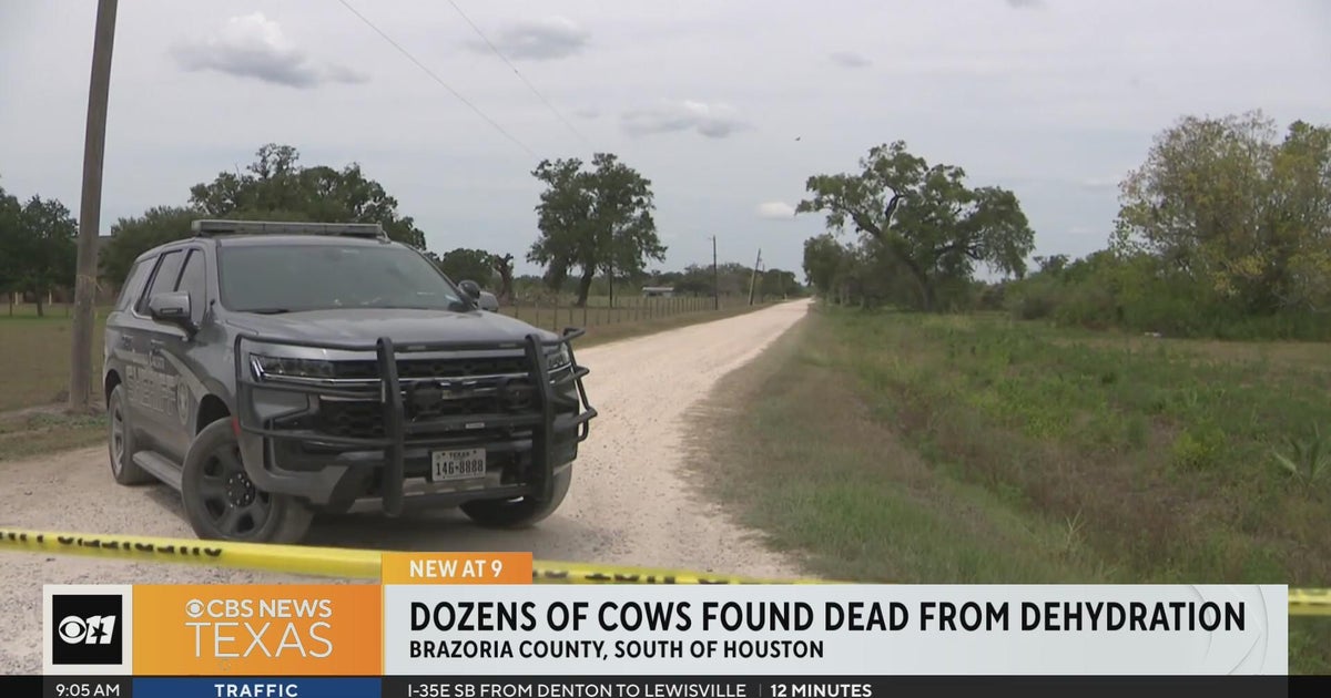 Criminal investigation after dozens of cattle found dead on Texas ranch ...