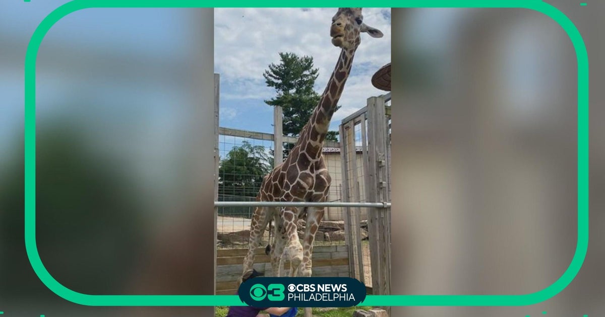 Special treatment for Gerald the Giraffe at Elmwood Park Zoo - CBS ...