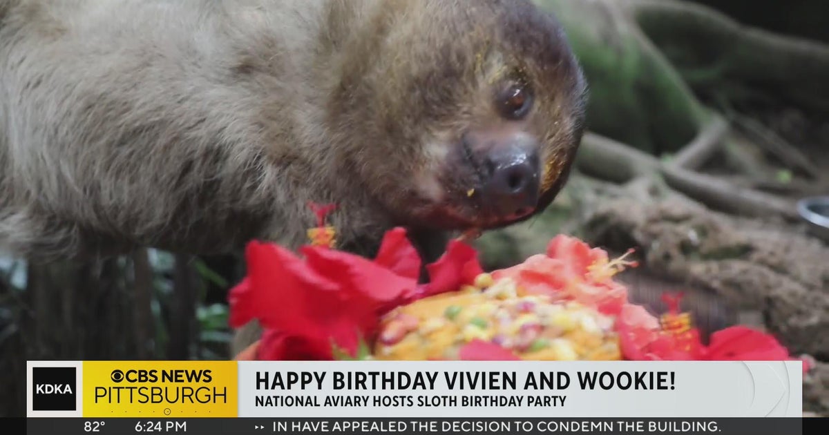 2 sloths at National Aviary celebrate birthdays - CBS Pittsburgh