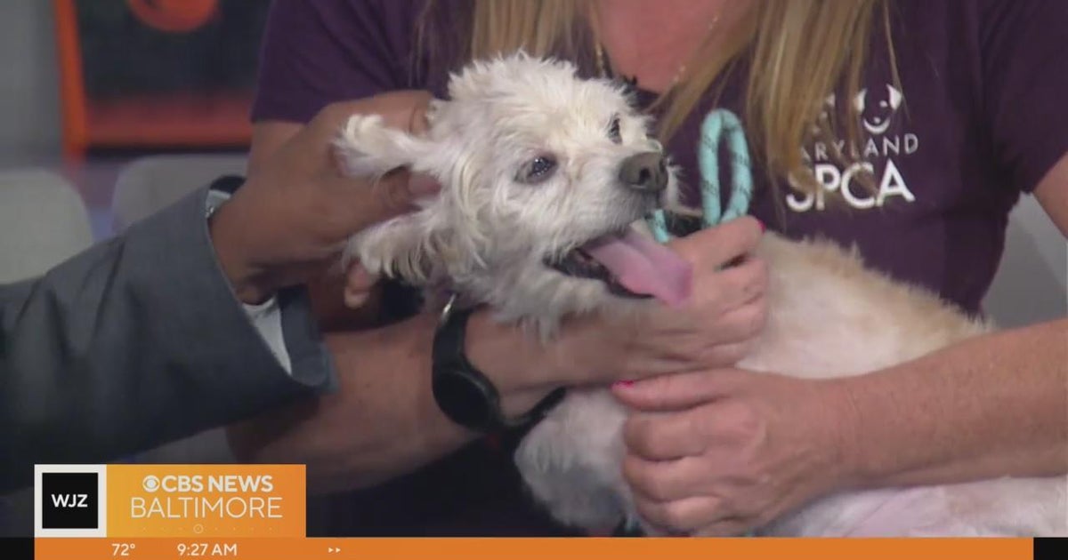 Celebrate National Dog Day with the Maryland SPCA - CBS Baltimore