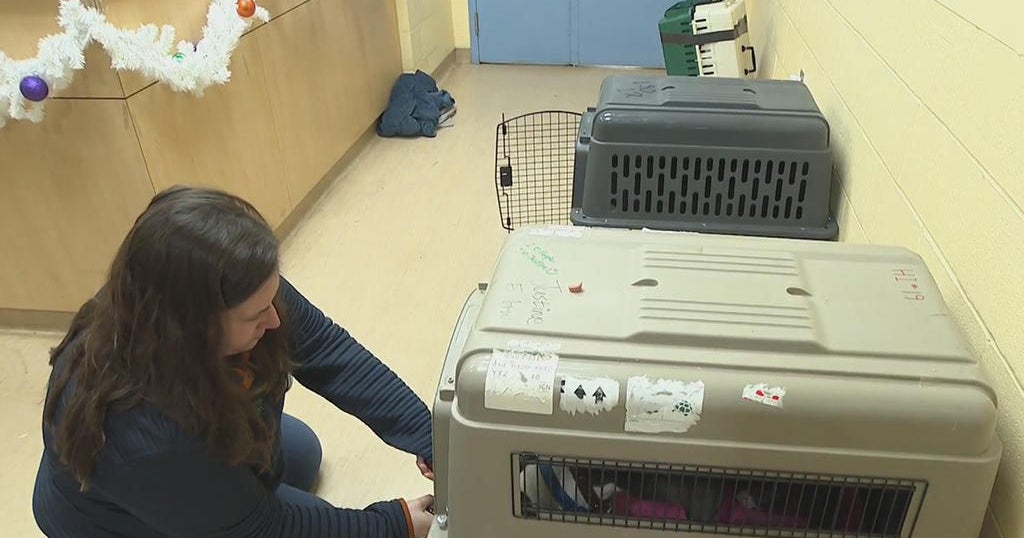 Animal Friends Wellness Center offering vaccine and microchipping at ...