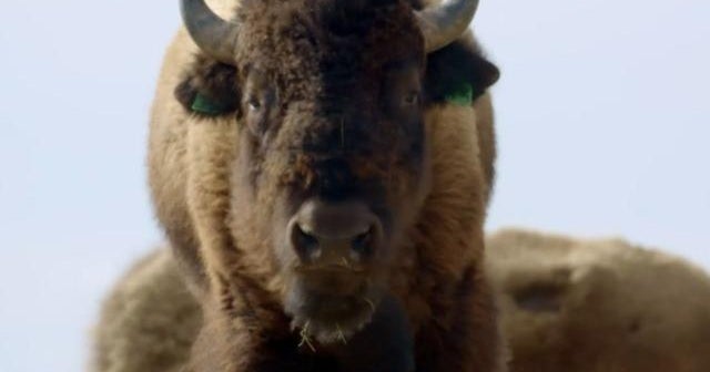 Bison returning from brink of extinction in Yellowstone - CBS News