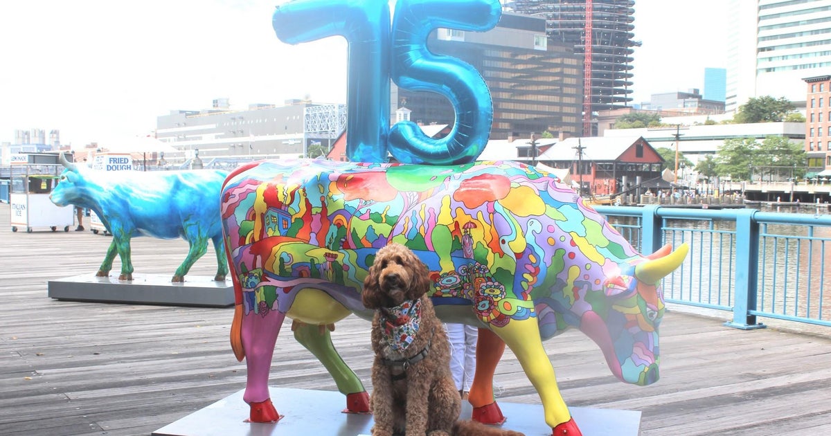 Melrose woman and her dog complete Jimmy Fund cow parade photo journey ...