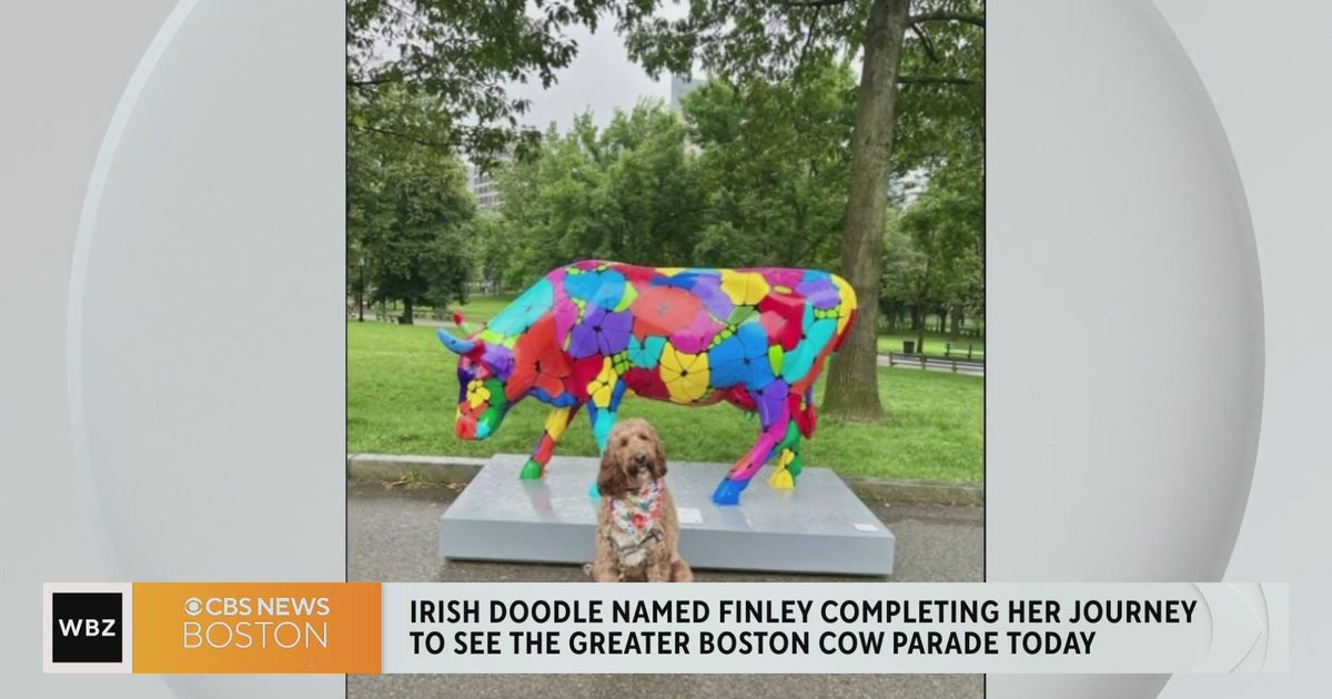 Melrose woman and her dog complete Jimmy Fund cow parade photo journey ...