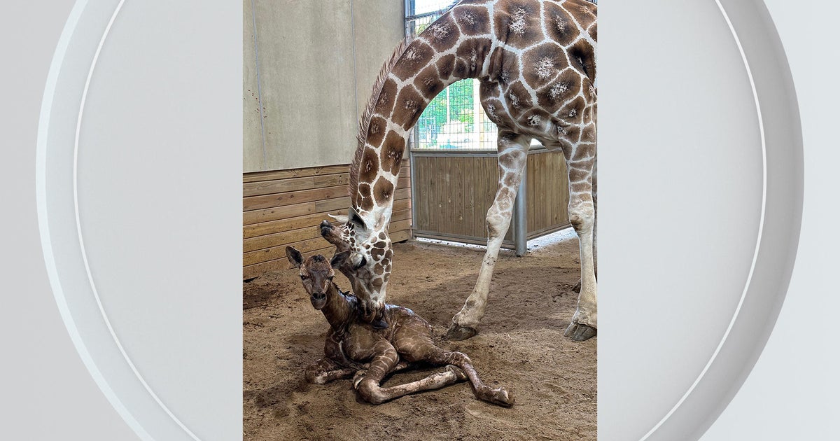 Keystone Safari welcomes female giraffe calf - CBS Pittsburgh