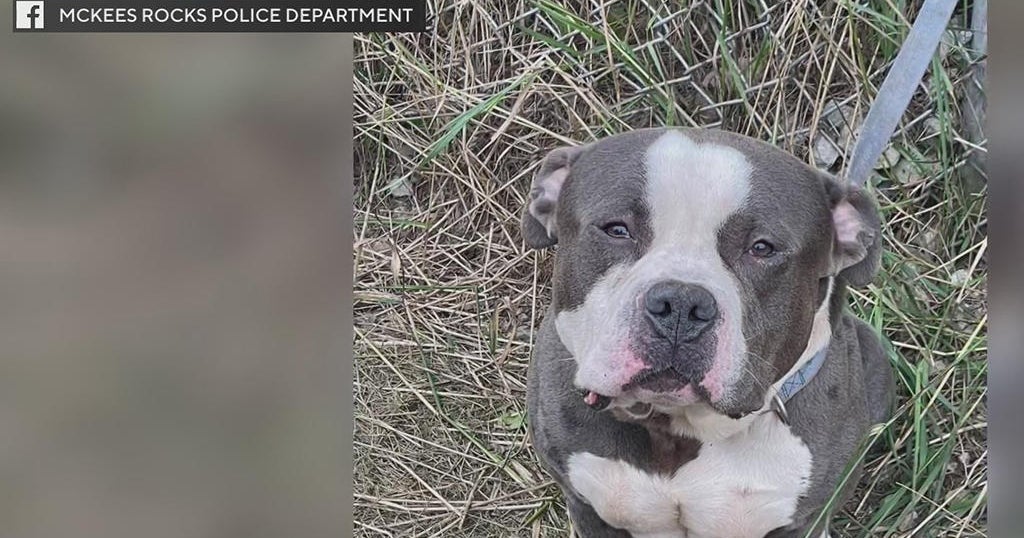 Police searching for owner of abandoned dog in McKees Rocks - CBS ...