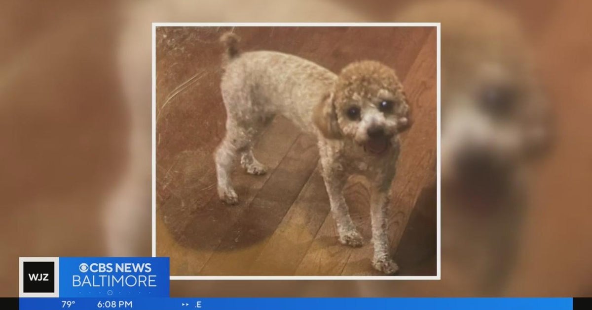 Video shows brazen dog theft from a Baltimore home. Police believe the ...