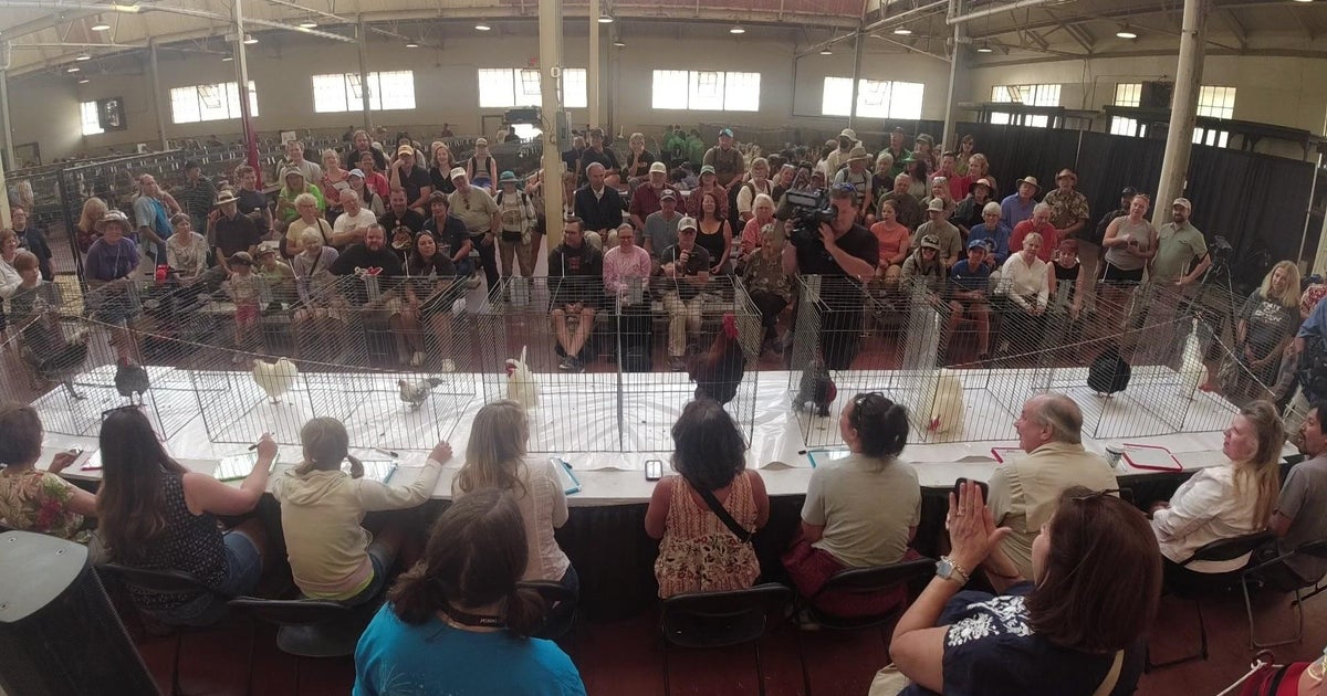Rooster Crowing Contest draws huge Minnesota State Fair crowd - CBS ...