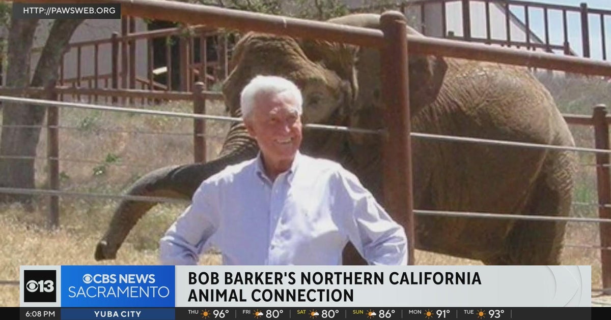 Bob Barker remembered fondly for animal activism in NorCal - CBS Sacramento