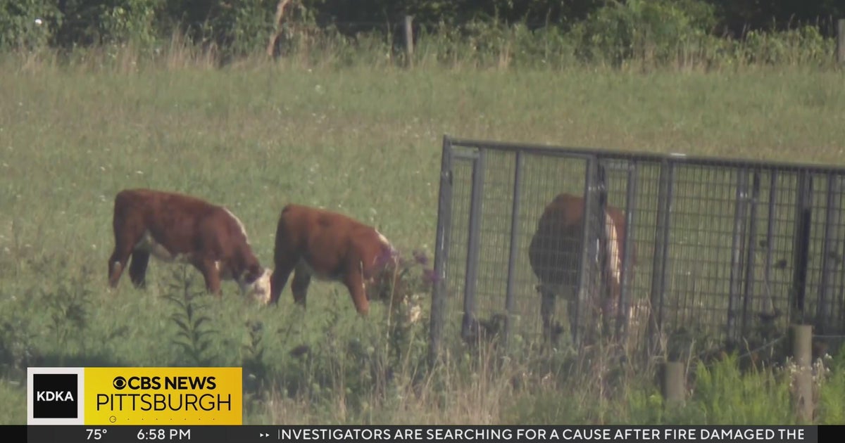 32 cows on the loose in Fayette County - CBS Pittsburgh